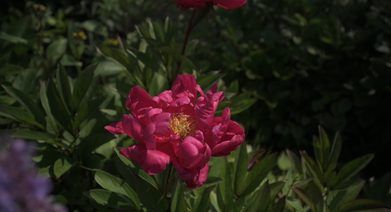 The Peony Walk: A Bloom You’ll Never Forget - mountcongreve.com